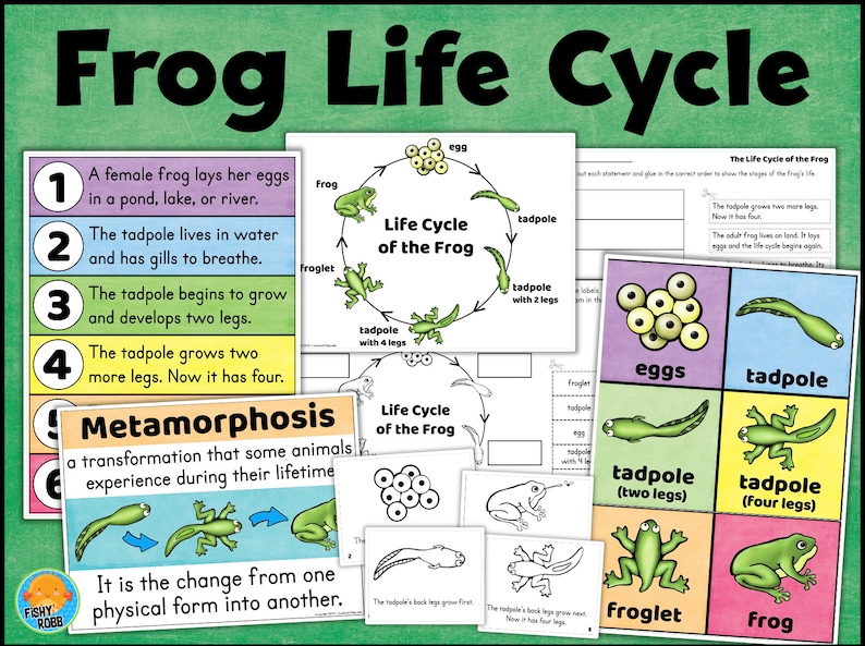 Frog Life Cycle Printable Science Worksheets Posters - Etsy