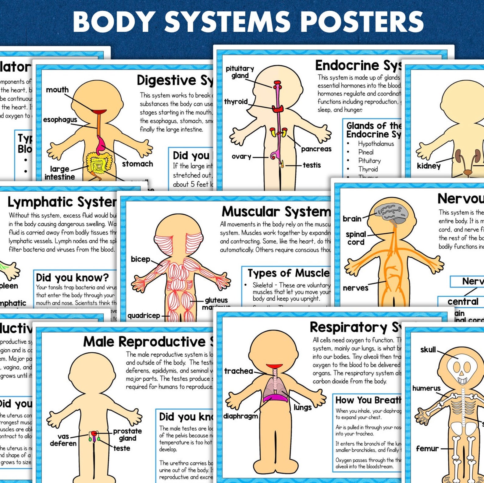 Human Body Systems 3rd 4th 5th Grade Science Posters & Worksheets ...