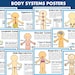 Human Body Systems 3rd 4th 5th Grade Science Posters & Worksheets ...