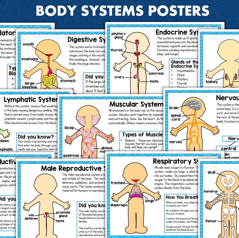 Human Body Systems 3rd 4th 5th Grade Science Posters & Worksheets ...