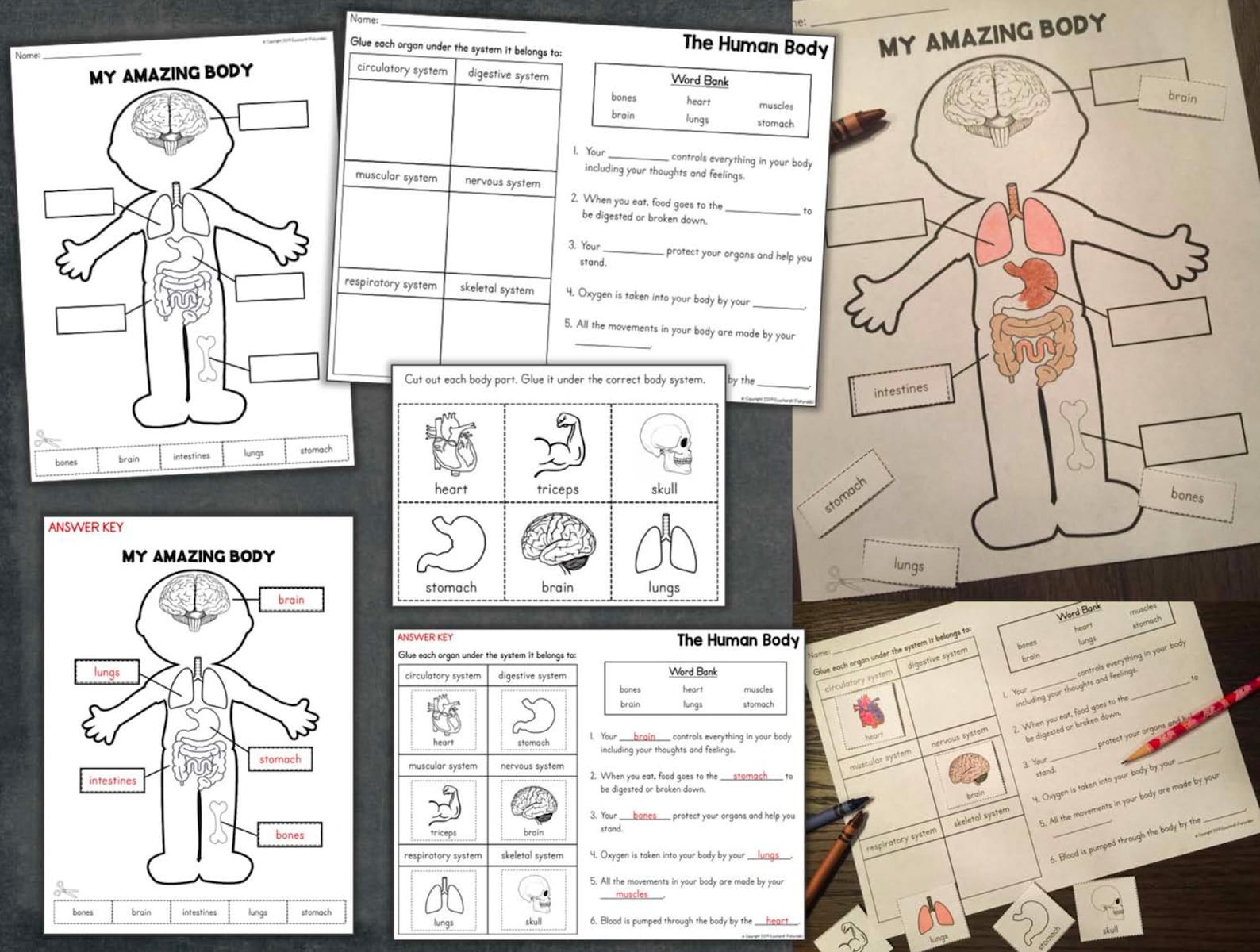 Human Body Systems and Organs for Primary Grades Science Posters ...