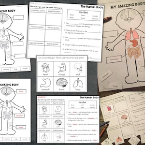 Human Body Systems and Organs for Primary Grades Science Posters ...