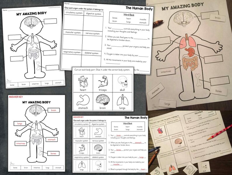 Human Body Systems and Organs for Primary Grades Science - Etsy