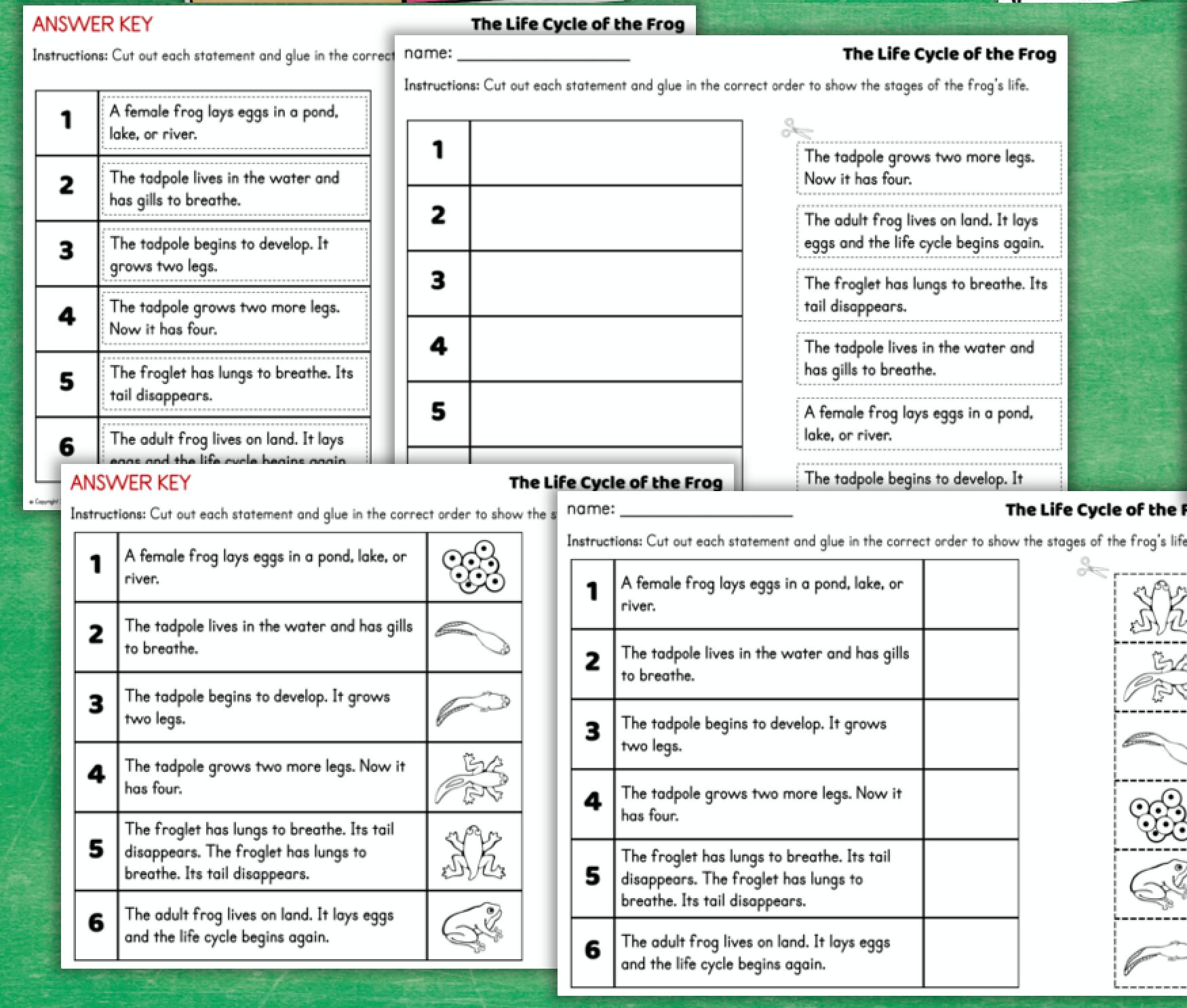 Frog Life Cycle Printable Science Worksheets Posters Activities ...