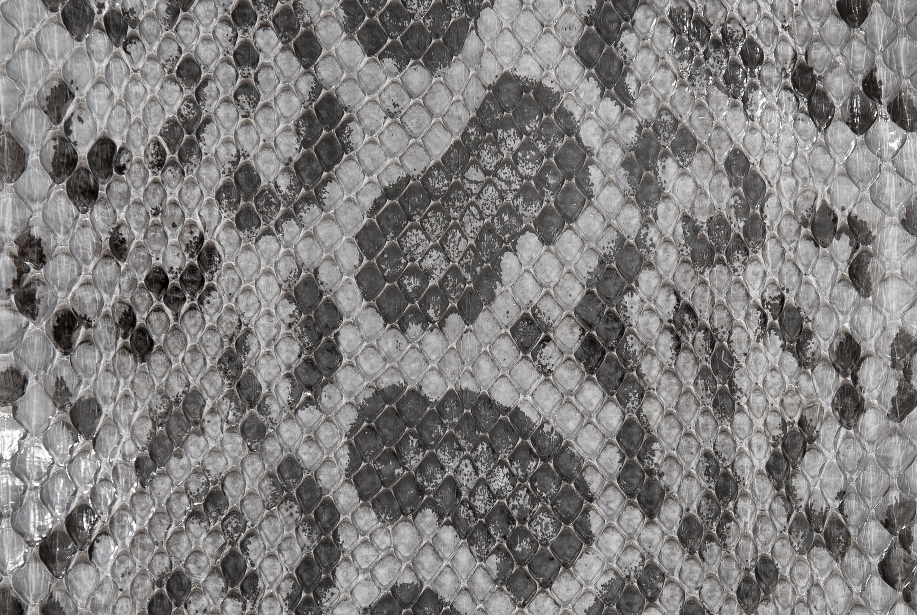 Anaconda Skin Pattern