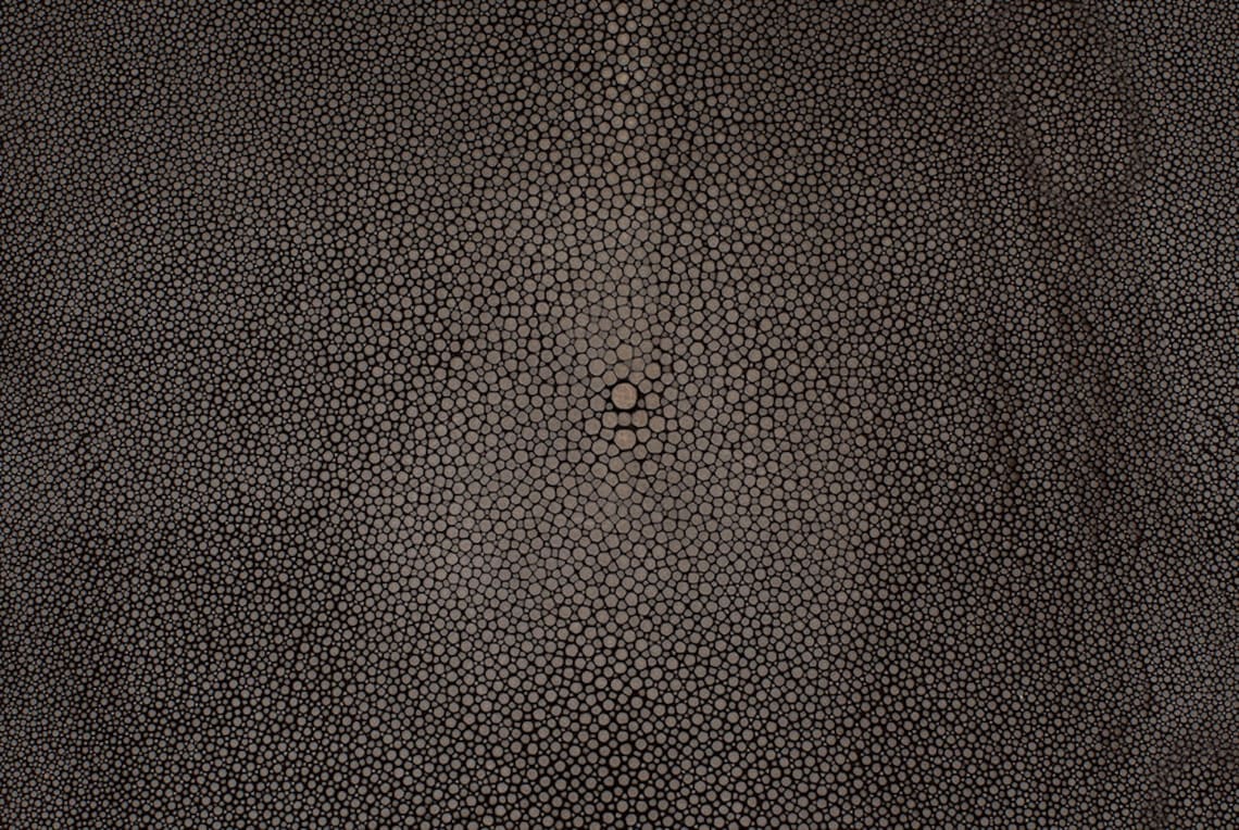 Stingray Skin Polished Brown 11" - Etsy