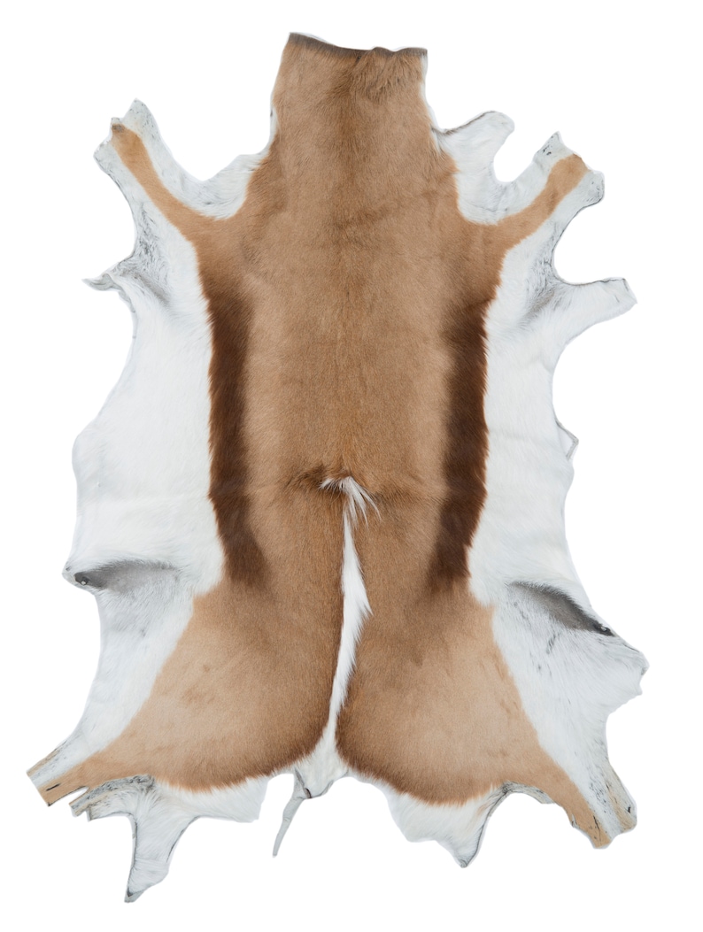 Springbok Skin Natural - Etsy