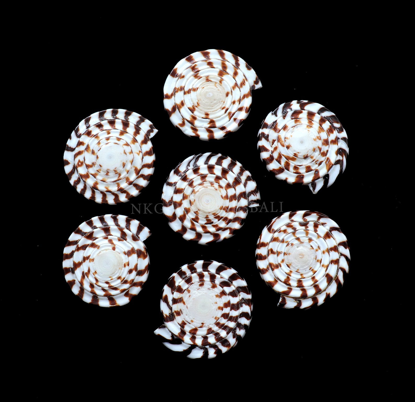 Natural Shell 40mm Round Carving Spiral White Sea Shell Dark Brown ...