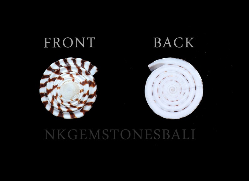 Natural Shell 40mm Round Carving Spiral White Sea Shell Dark Brown ...