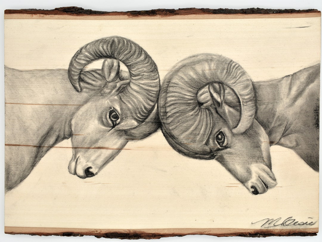 Rams - Charcoal Drawing on Wood, 16”x13” - Etsy