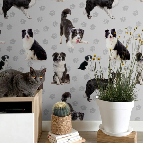 Cute Border Collie Wallpaper Gray Wall Paper Dog Wall Decal - Etsy