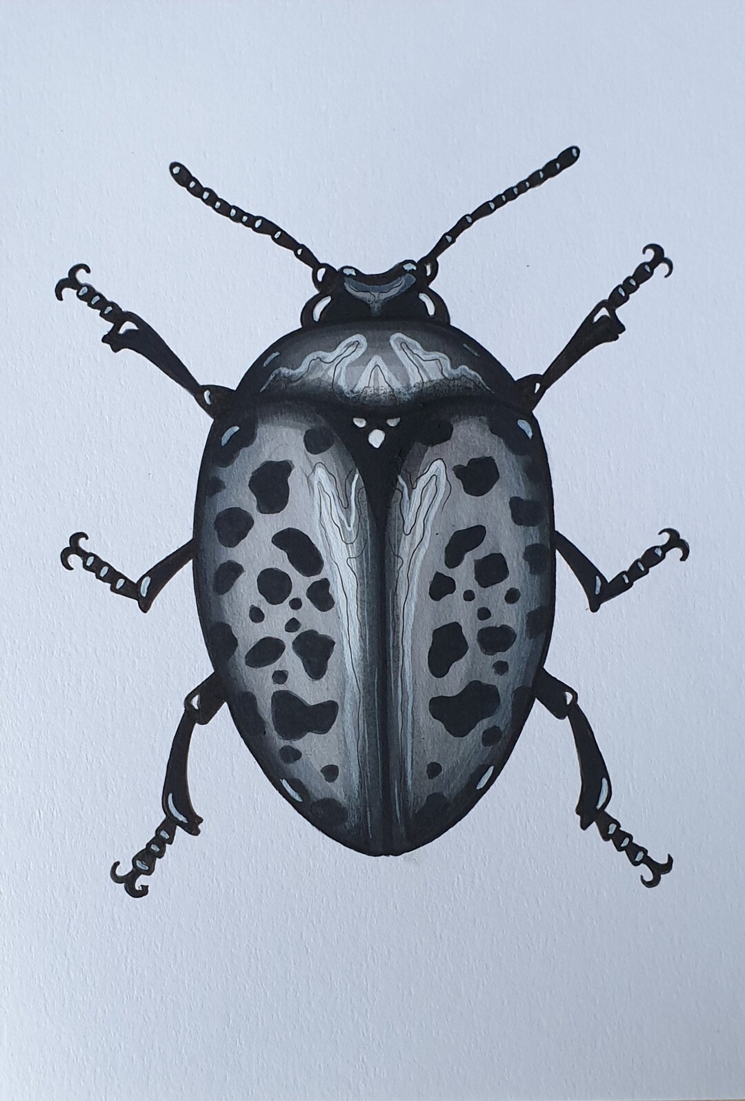 Calligrapha Verrucosa Beetle Original - Etsy