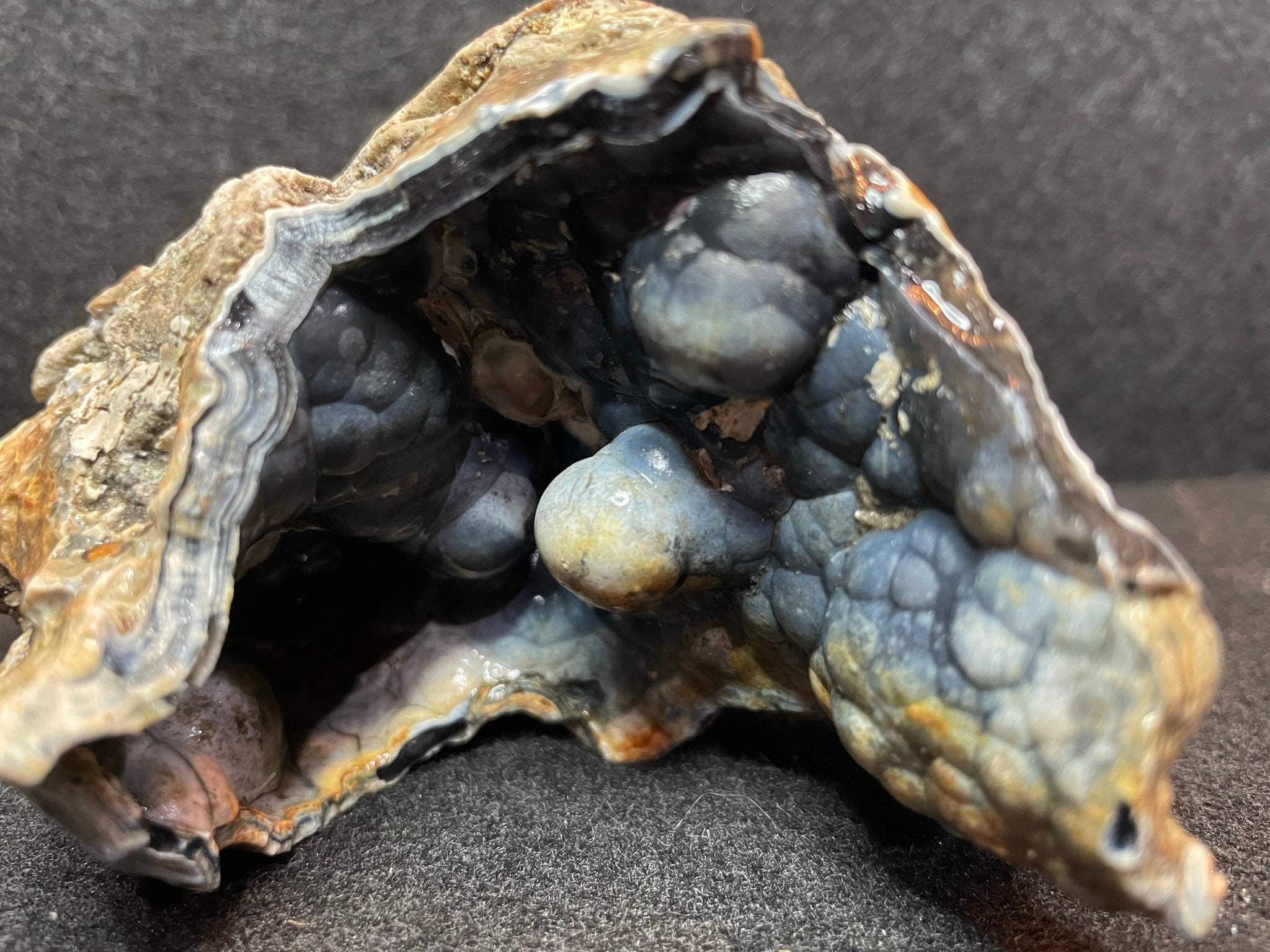 Florida Agatized Coral - Etsy