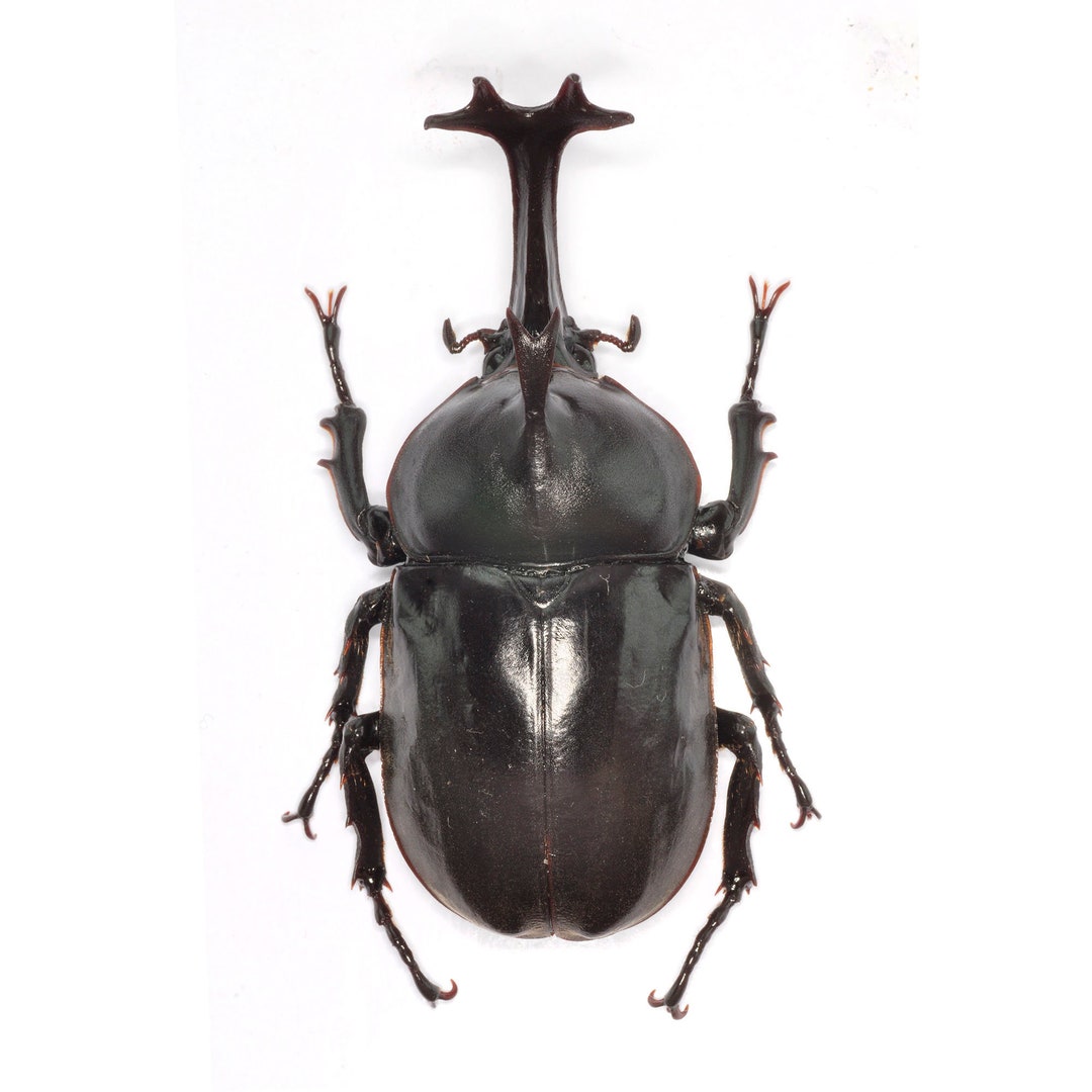 Beetle | Insects Resin Model | Refrigerator Sticker | 1:1 - Etsy