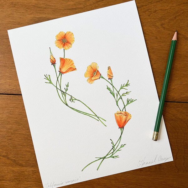 California Poppy Art - Etsy