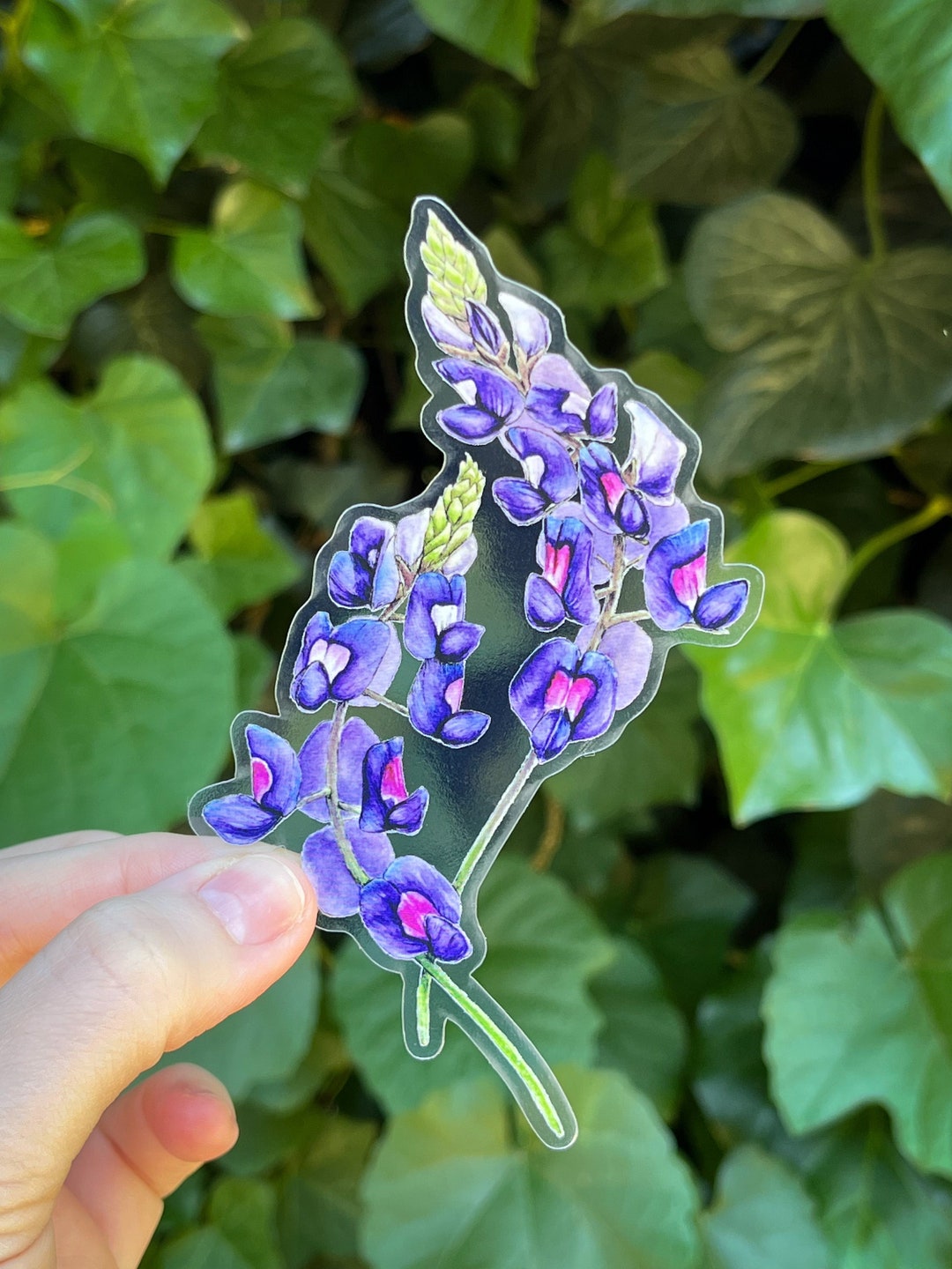 Texas Bluebonnet Wildflower Sticker Clear Vinyl Decal for Cars ...