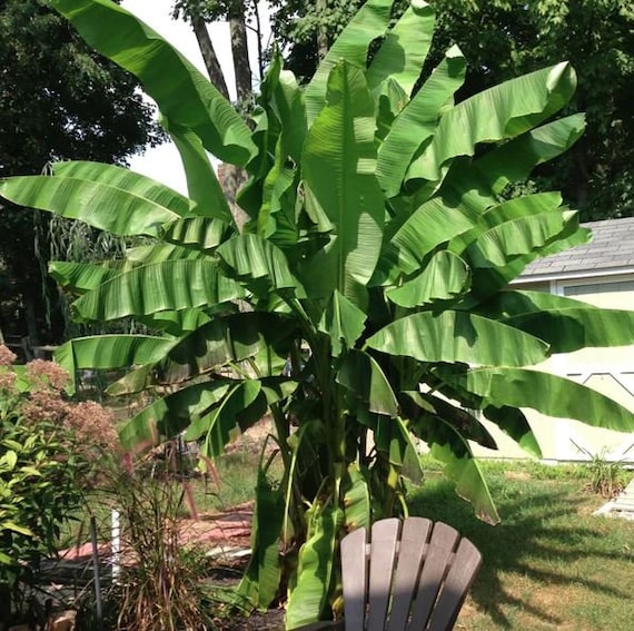 BANANA TREE Fast Growing Cold Hardy Banana Tree Grows - Etsy