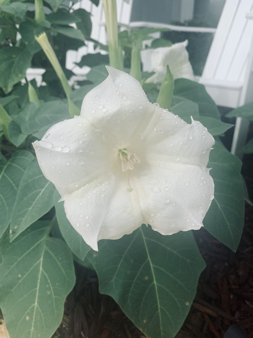 Rare White Moonflower Devil Trumpet Datura Seeds - Etsy