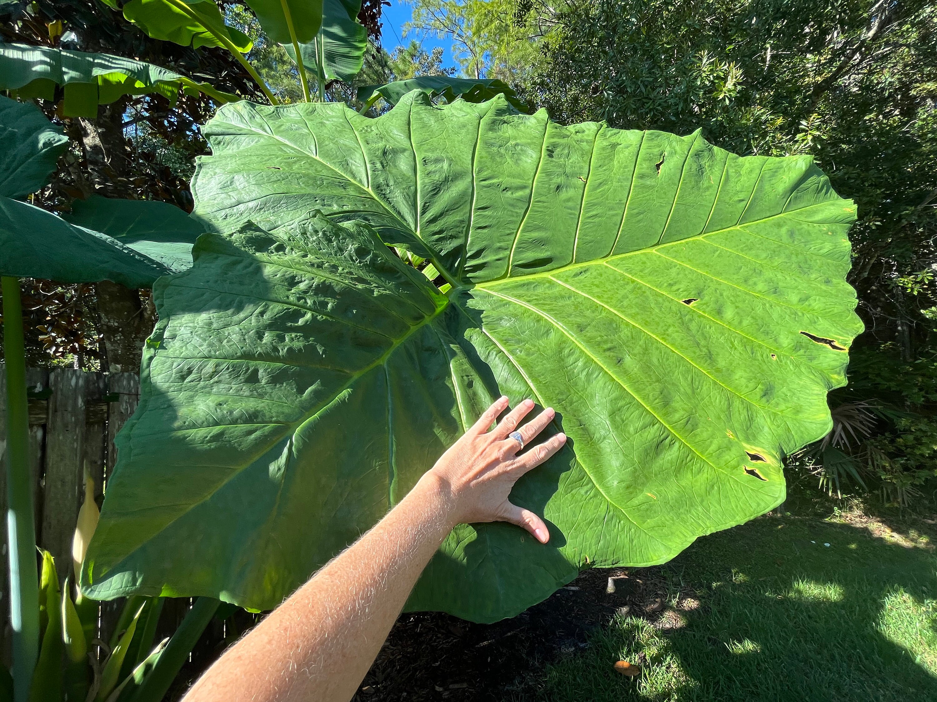Elephant Ear Live Plant Colocasia Alocasia - Etsy