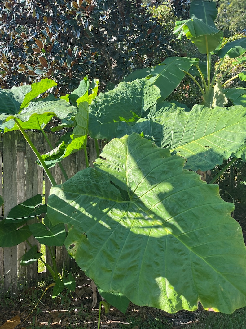 Elephant Ear Live Plant Colocasia Alocasia - Etsy