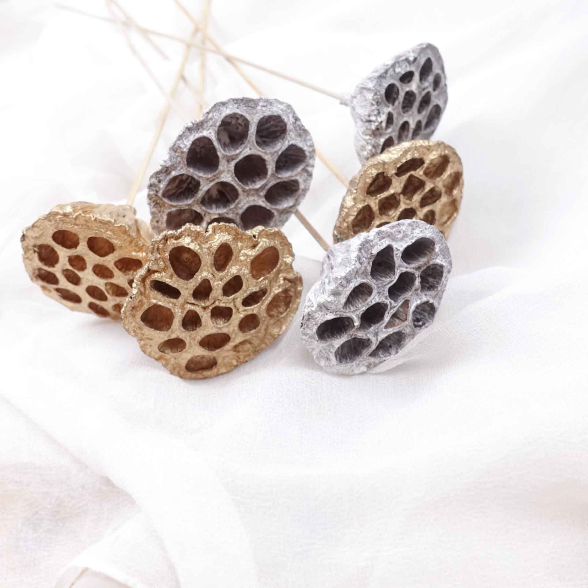 1pcs Dried Lotus Pod Stem Natural Lotus Dried Flowers - Etsy