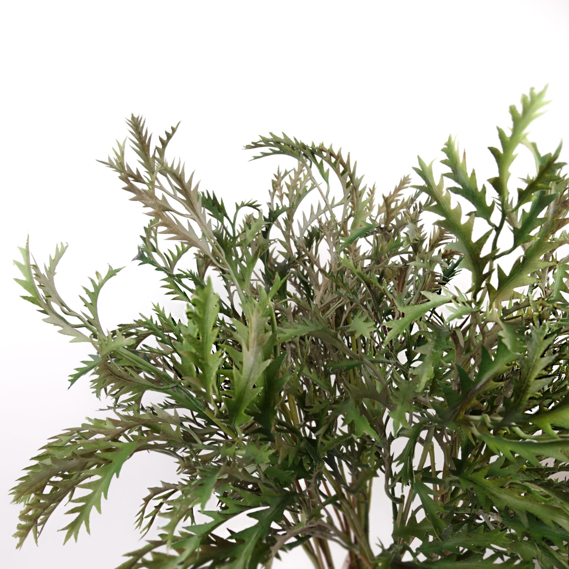 Sawtooth Leaf in Green 69cmh Australian Native Artificial - Etsy