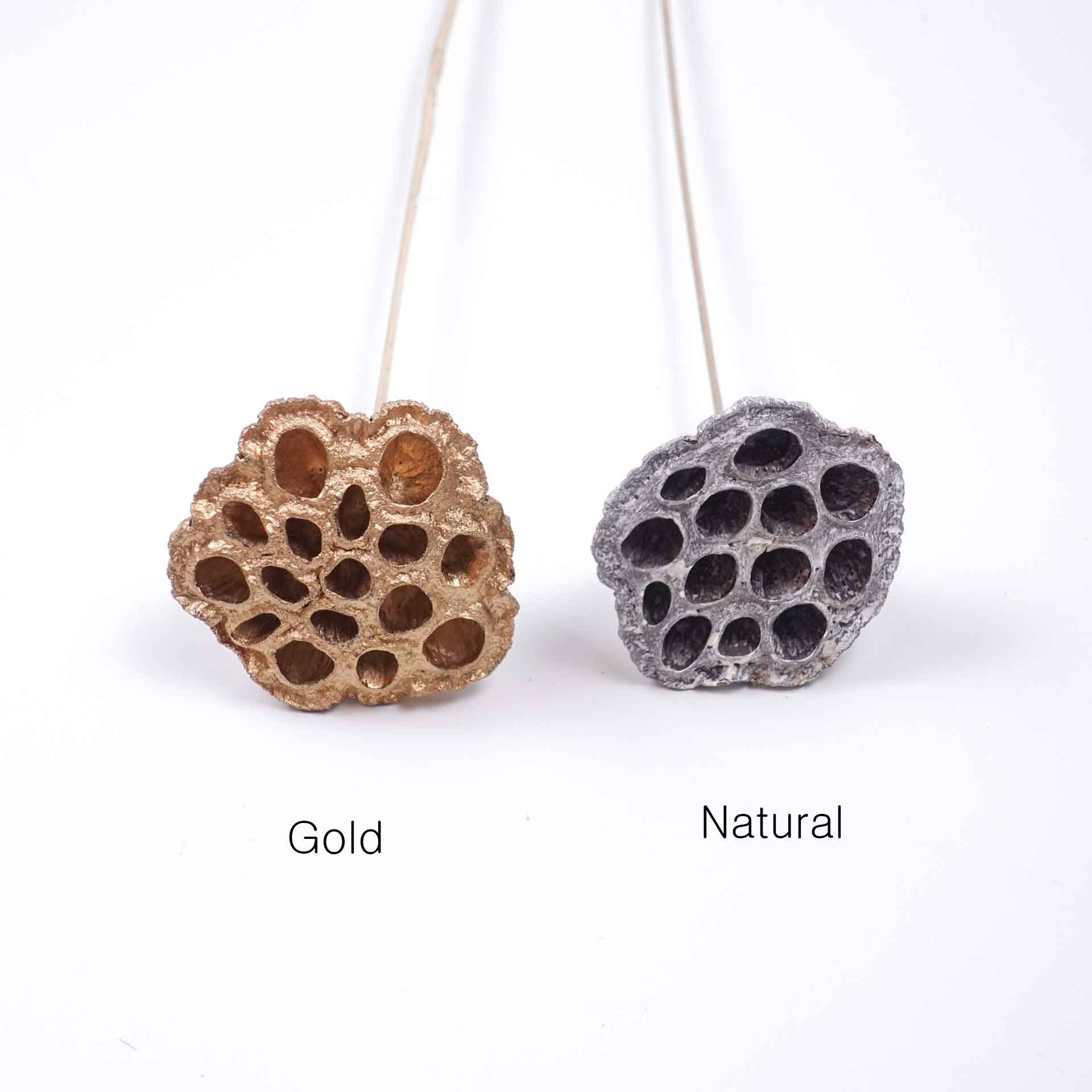 1pcs Dried Lotus Pod Stem Natural Lotus Dried Flowers - Etsy