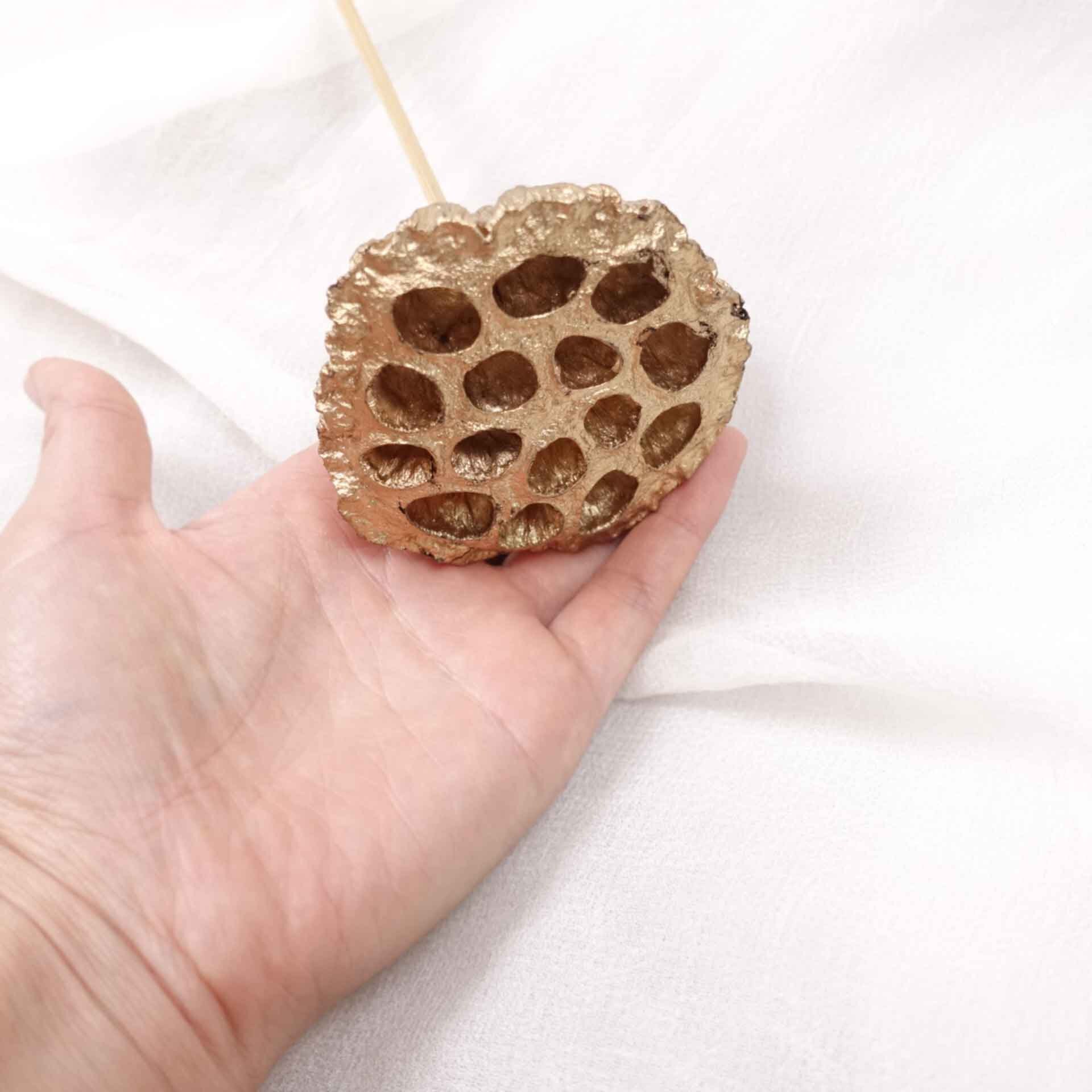 1pcs Dried Lotus Pod Stem Natural Lotus Dried Flowers - Etsy