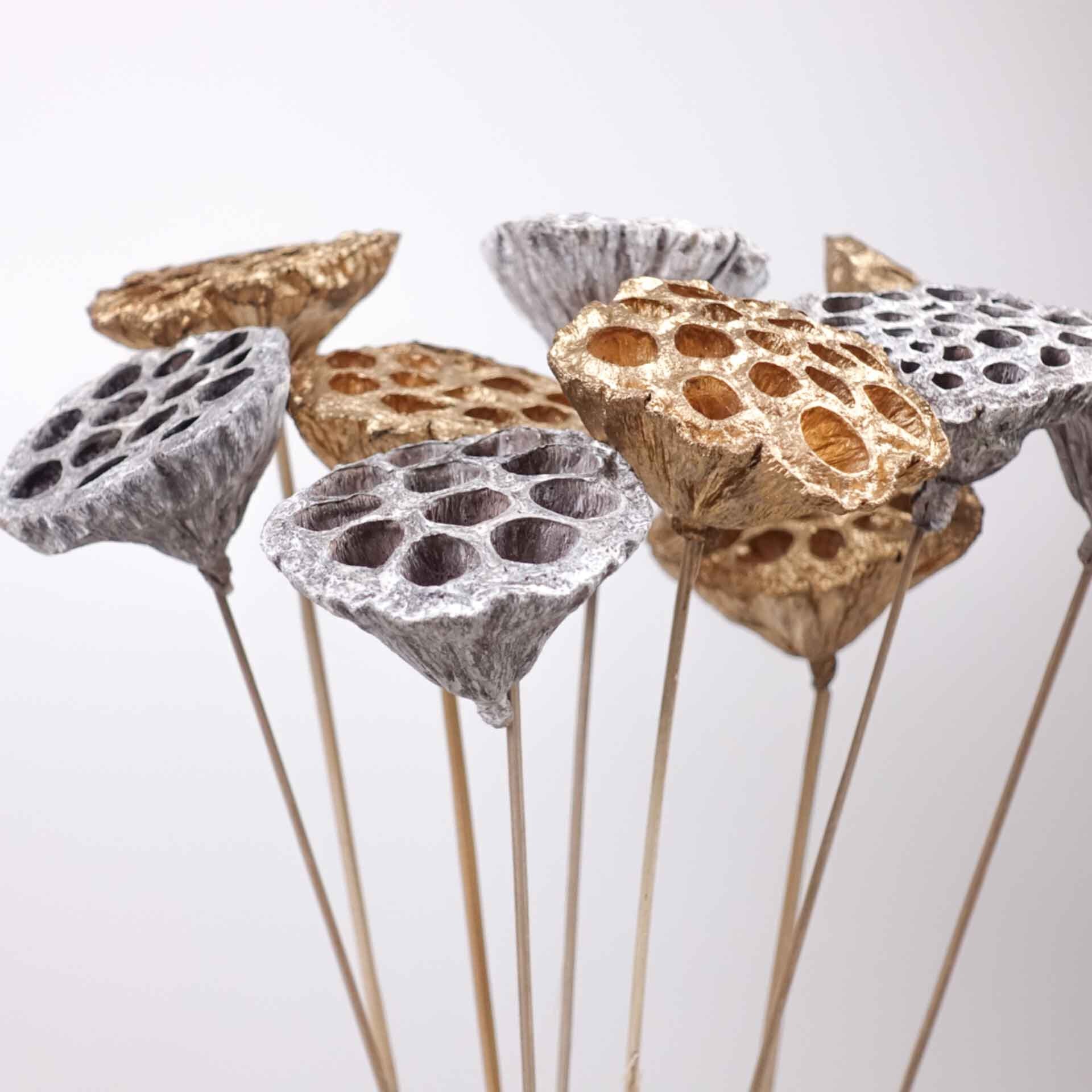 1pcs Dried Lotus Pod Stem Natural Lotus Dried Flowers - Etsy