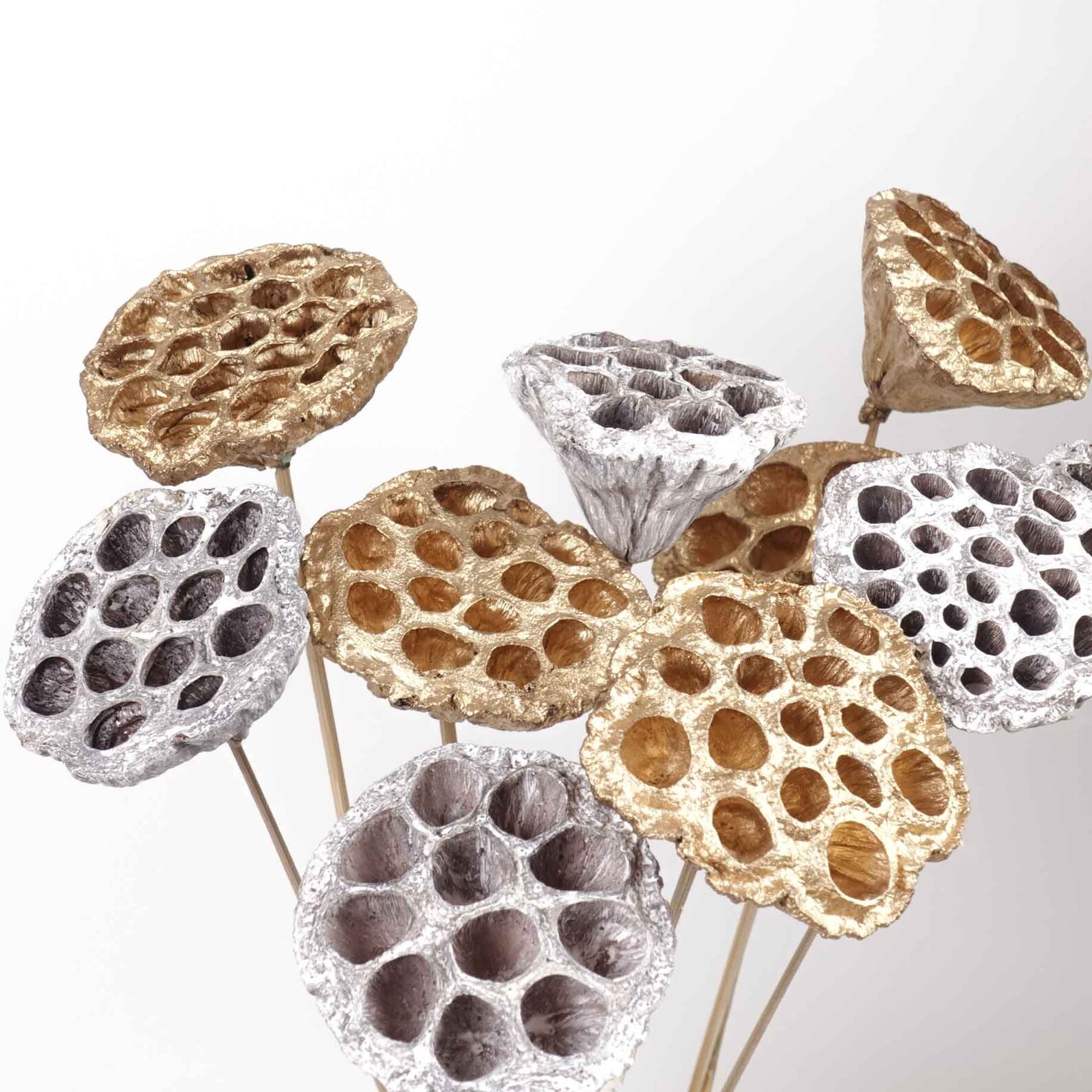 1pcs Dried Lotus Pod Stem Natural Lotus Dried Flowers - Etsy