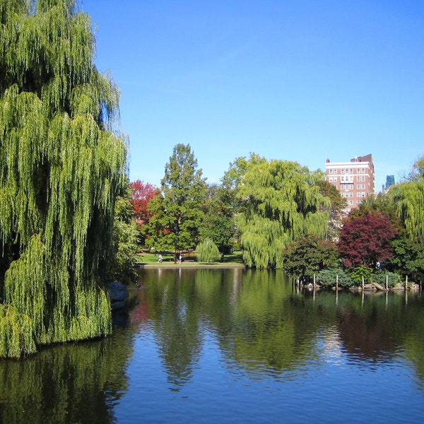 Boston Common Wall Art - Etsy