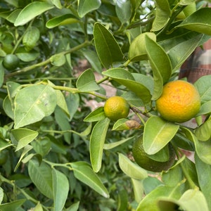 Fresh Okinawan Shikuwasa - Half-pound Naturally Grown on a Small Farm ...