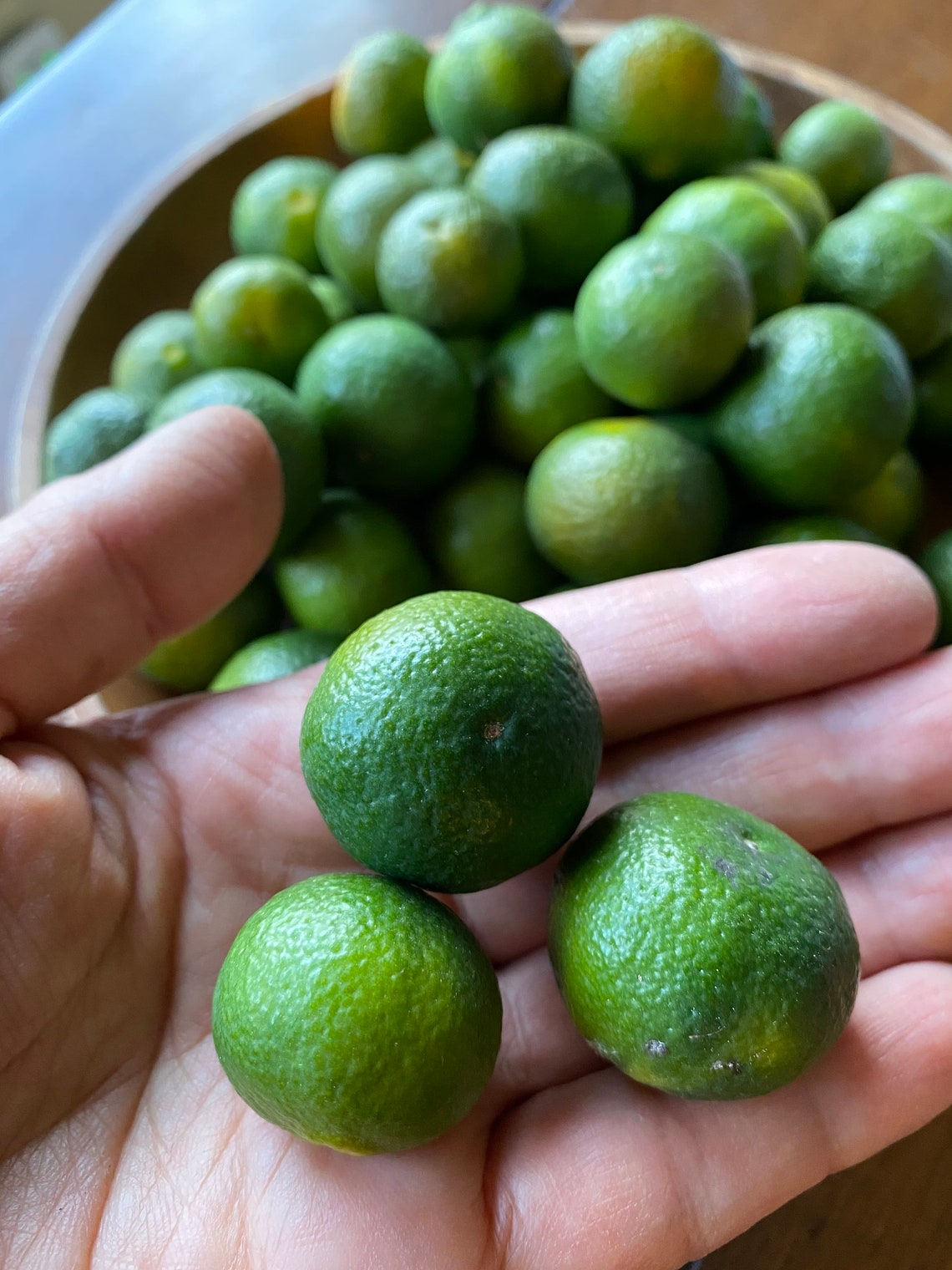 Fresh Okinawan Shikuwasa - Half-pound Naturally Grown on a Small Farm ...