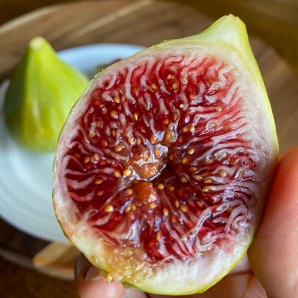 Strawberry Verte Fig - Etsy