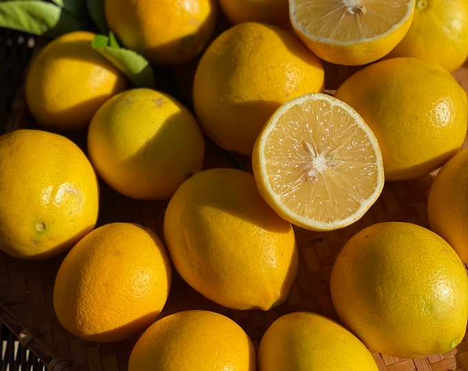 Fresh Meyer Lemons | Fresh Picked | 4lbs | Grown on a Small Farm in ...