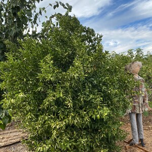 Fresh Okinawan Shikuwasa - Half-pound Naturally Grown on a Small Farm ...