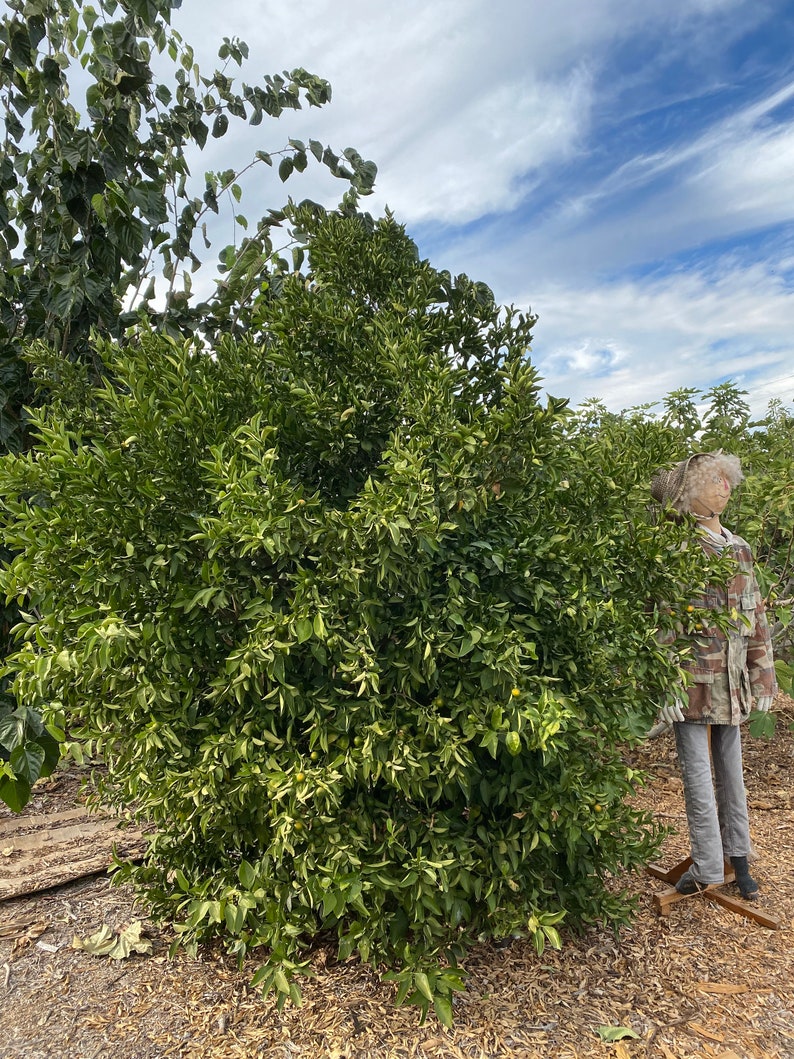 Fresh Okinawan Shikuwasa - Half-pound Naturally Grown on a Small Farm ...