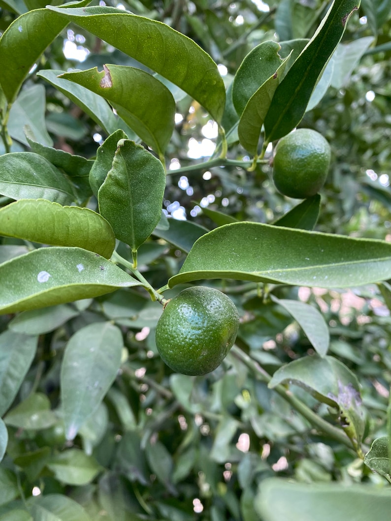 Fresh Okinawan Shikuwasa - Half-pound Naturally Grown on a Small Farm ...