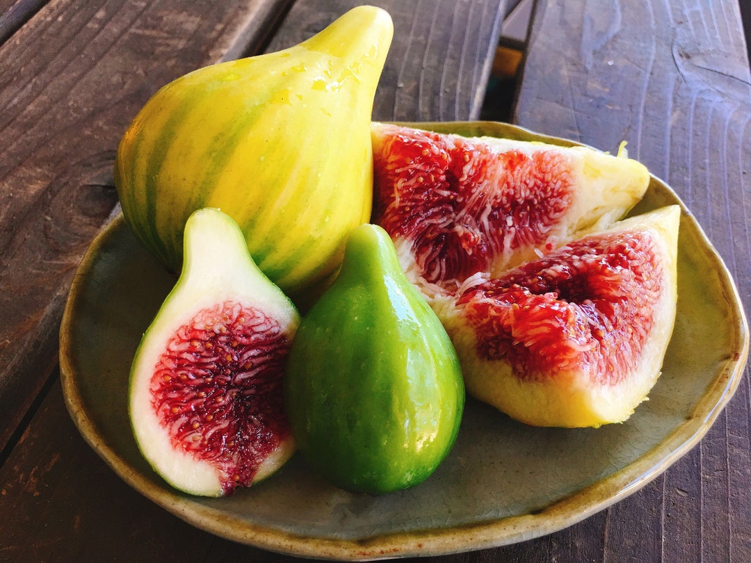 Panache Tiger Stripe Fig -4 Cuttings "free Priority Shipping!" - Etsy