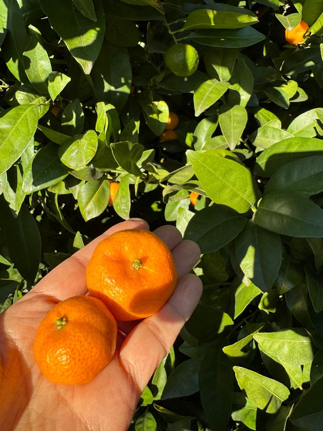 Fresh Okinawan Shikuwasa - 1 Pound Naturally Grown on a Small Farm in ...