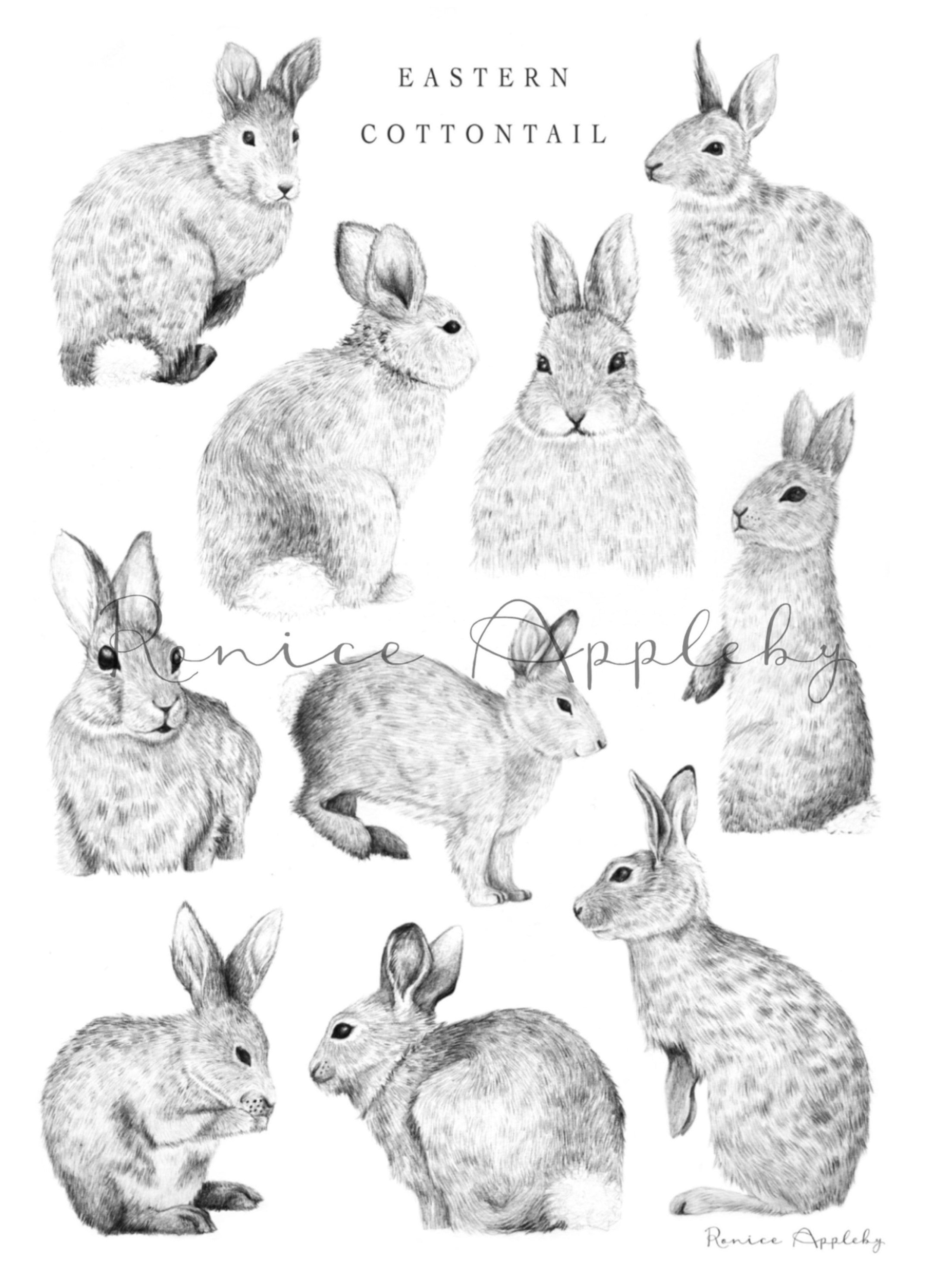 Eastern Cottontail Rabbit - Illustration Print - Etsy