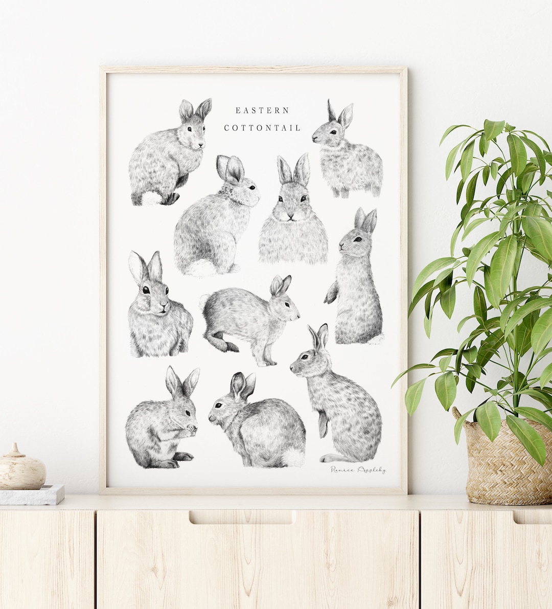 Eastern Cottontail Rabbit - Illustration Print - Etsy