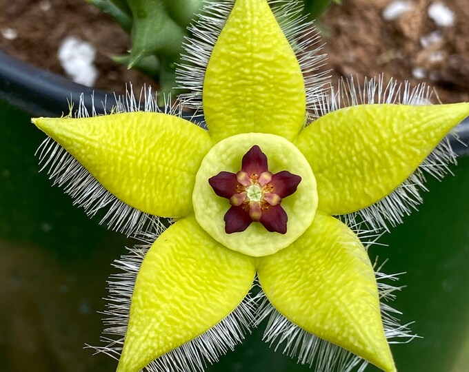 Rare Succulent/orbea Plant/ Yellow Orbea/ Orbea Semota Var. Lutea/ Live ...