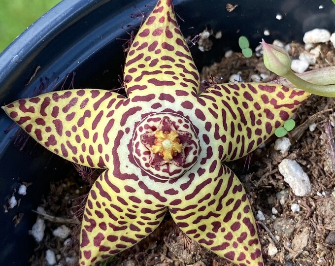 Orbea Speciosa/rare Succulent/4 Live Plant - Etsy