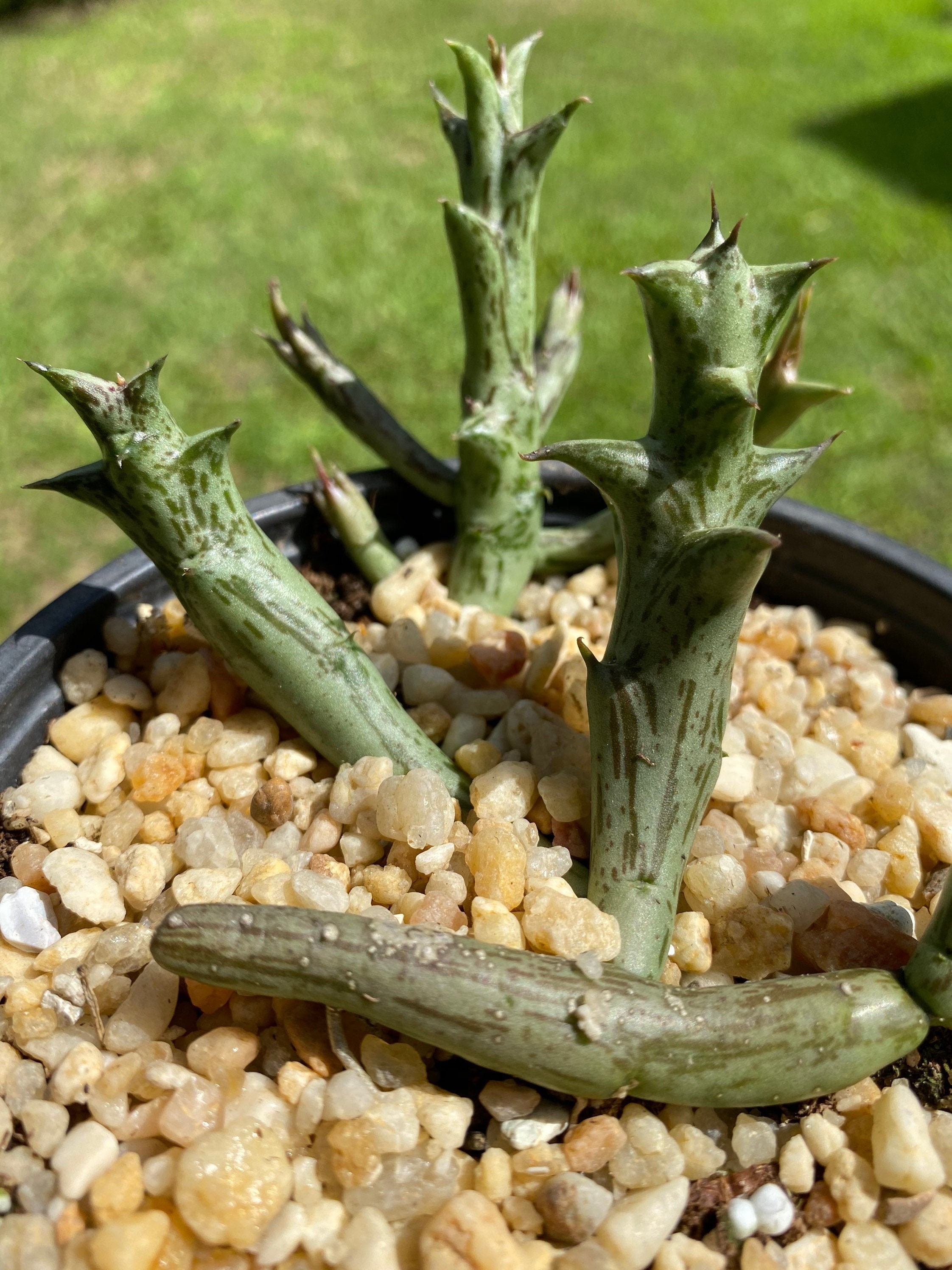 Orbea Plant/Orbea Schweinfurthii/Rare Succulent/ Live Plant | Etsy