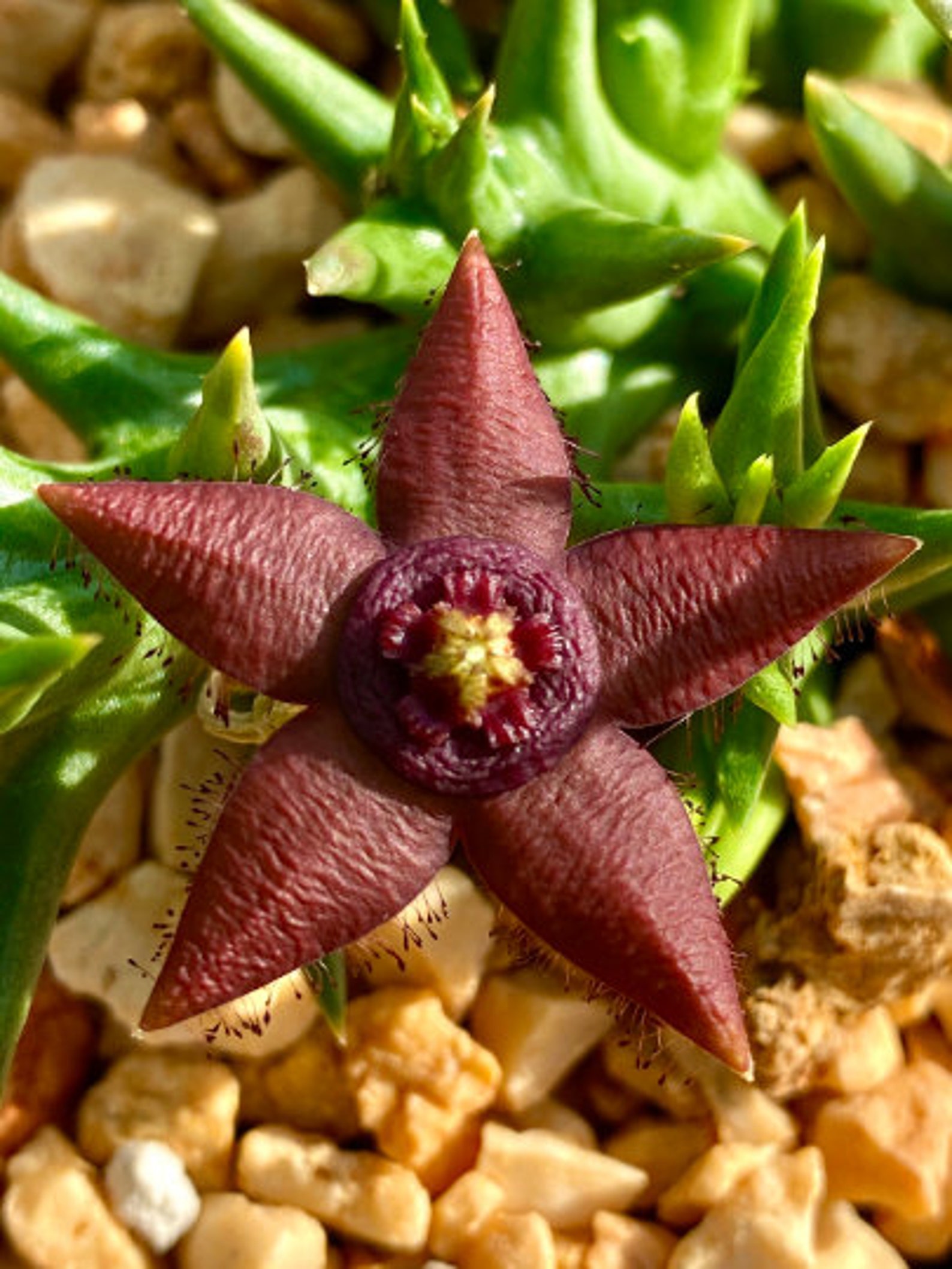Rare Succulent/Orbea Semota subs. Orientalis/ | Etsy