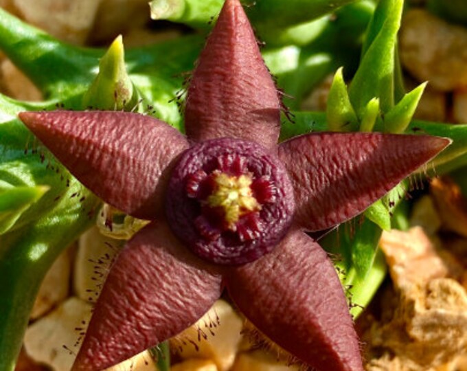 Rare Succulent/orbea Semota Subs. Orientalis/ "stapeliad"/"huernia ...