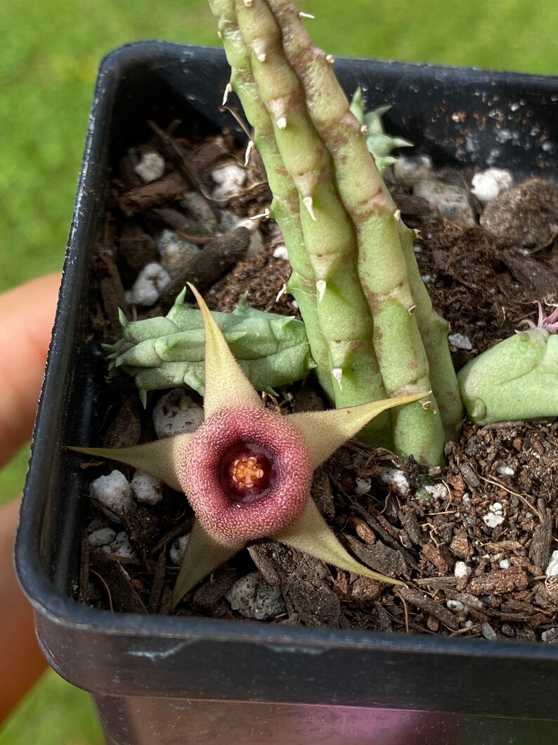 Rare Succulent/ Huernia Plant/ Huernia Procumbens/ 4'' | Etsy