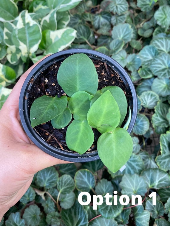 Rhaphidophora Hayi/shingle Plant/4 Pot - Etsy