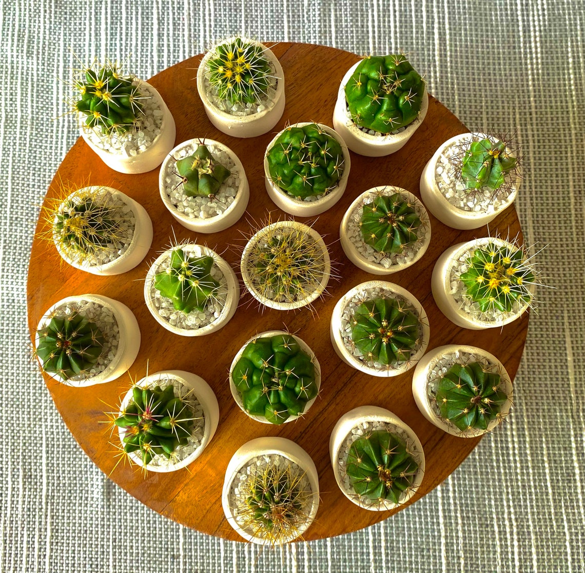 Assorted Mini Cacti Set of 3/Indoor Houseplants/Office | Etsy